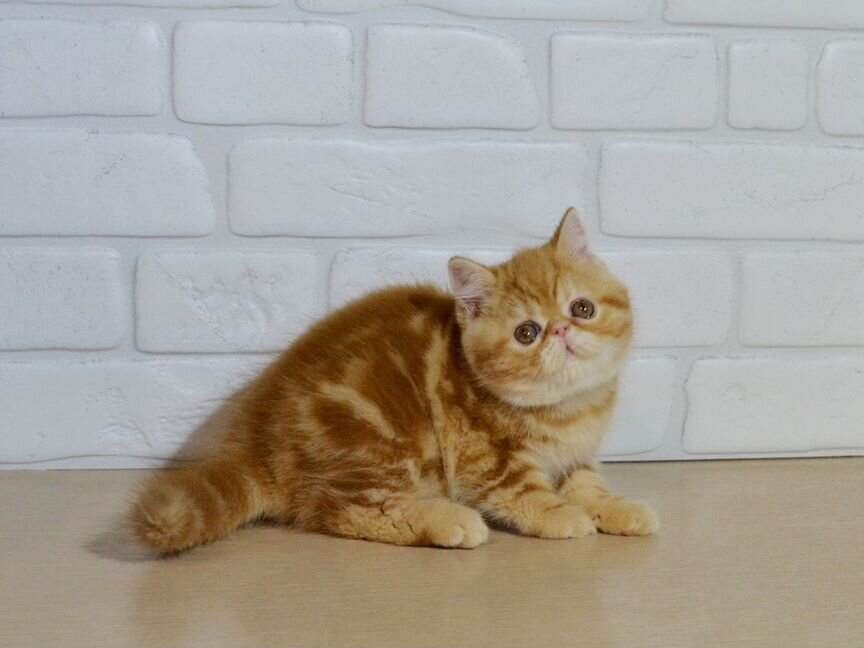 Малышка Фанта