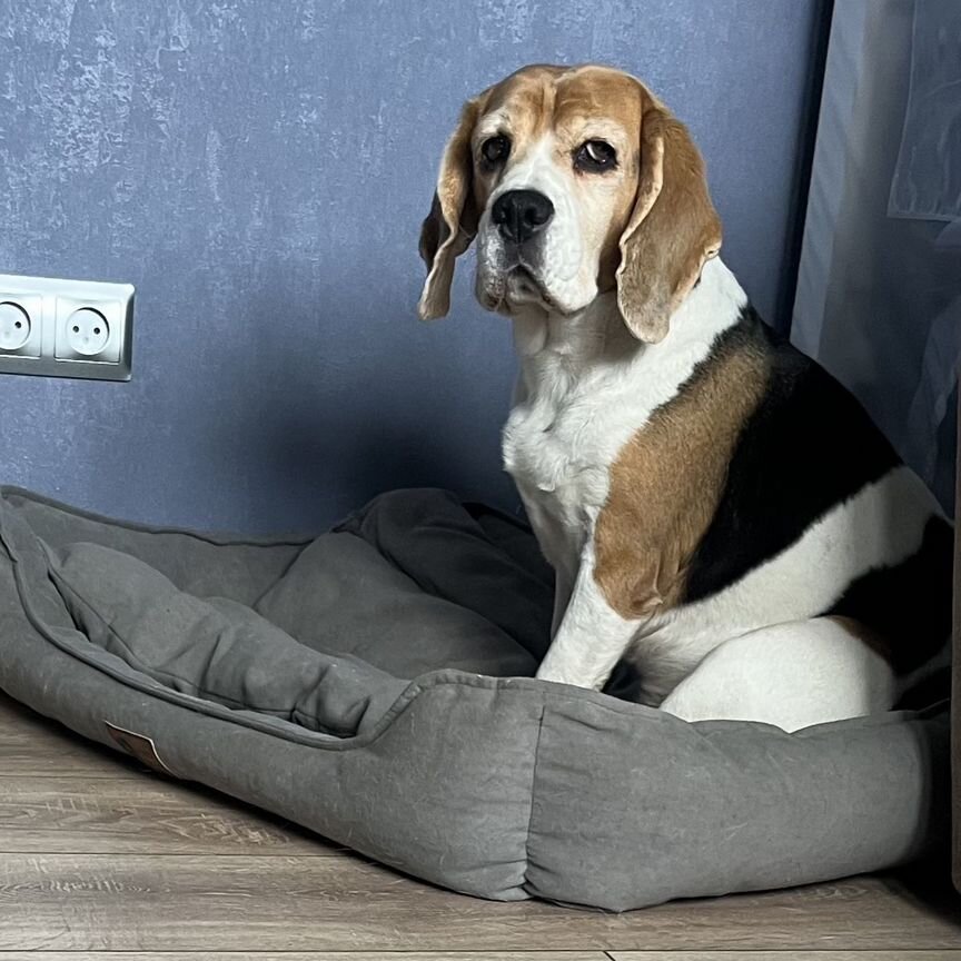 Бигль, взрослая собака