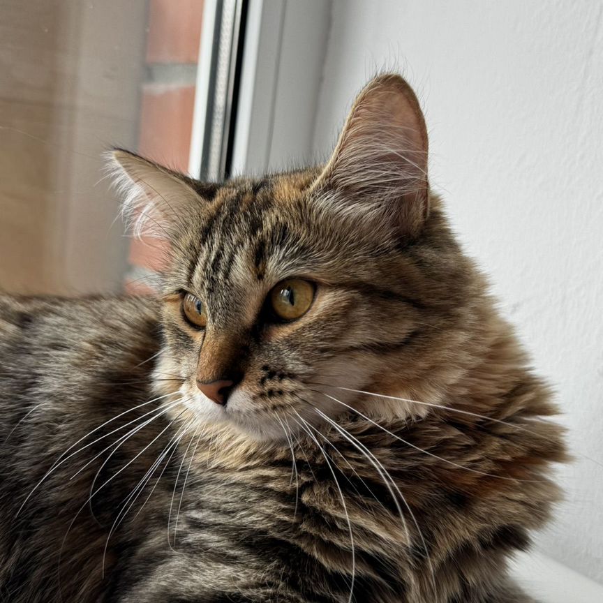 Вязка кошки бесплатно