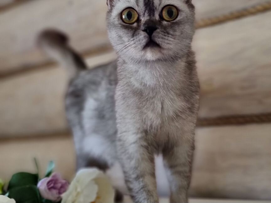 Британская серебристая шиншилла