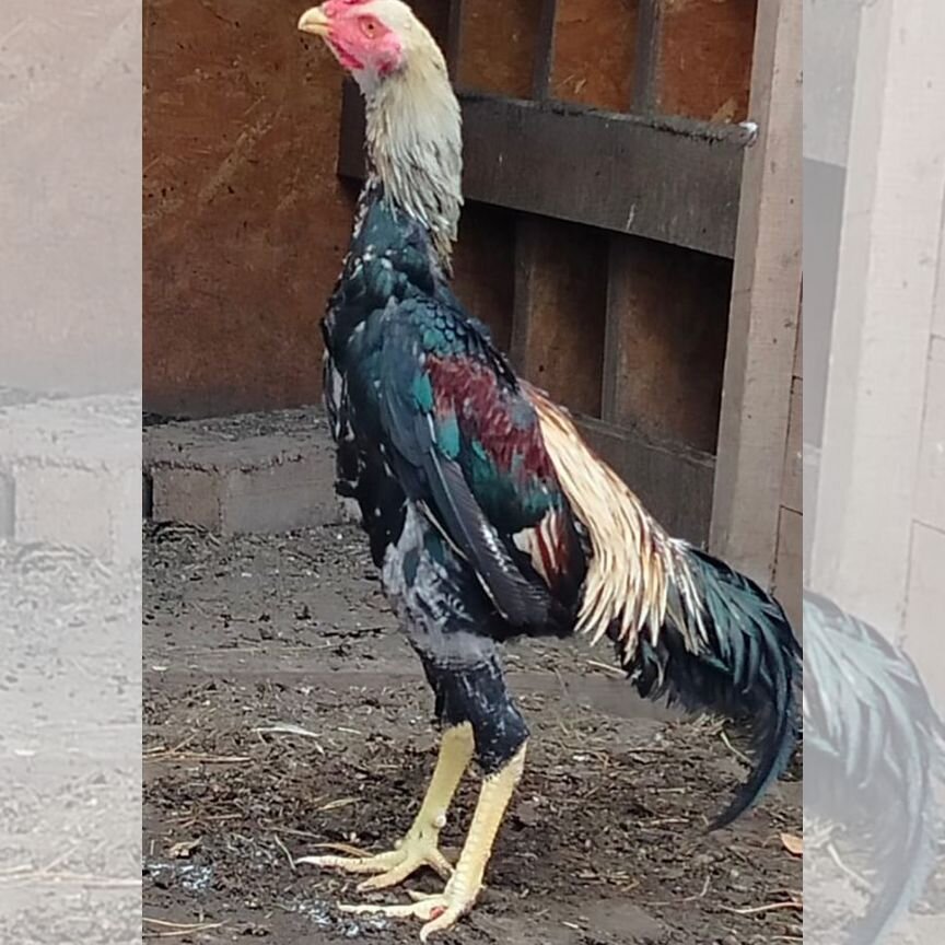 Яйца О шамо