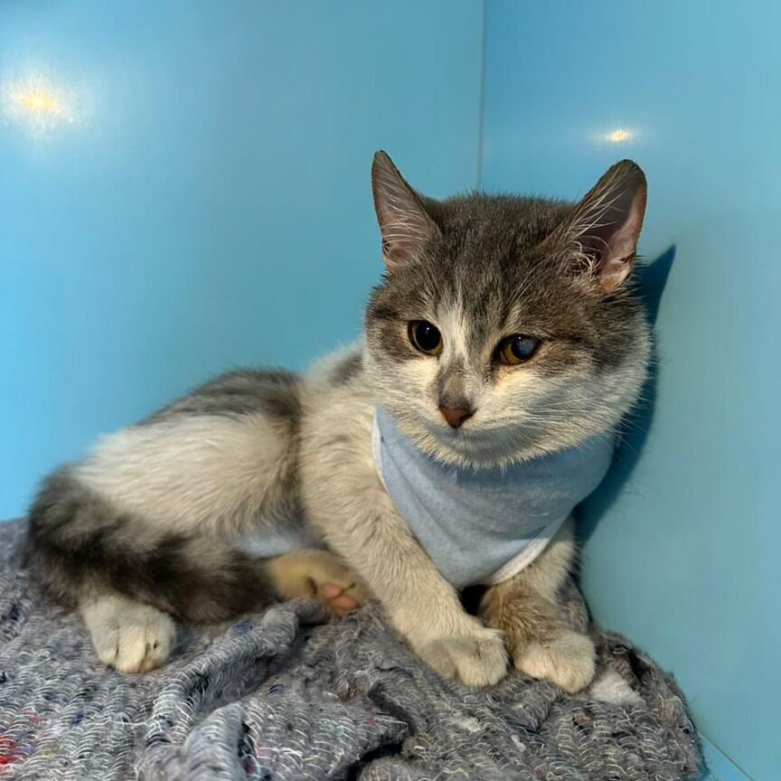 Котенок Игруля ищет дом