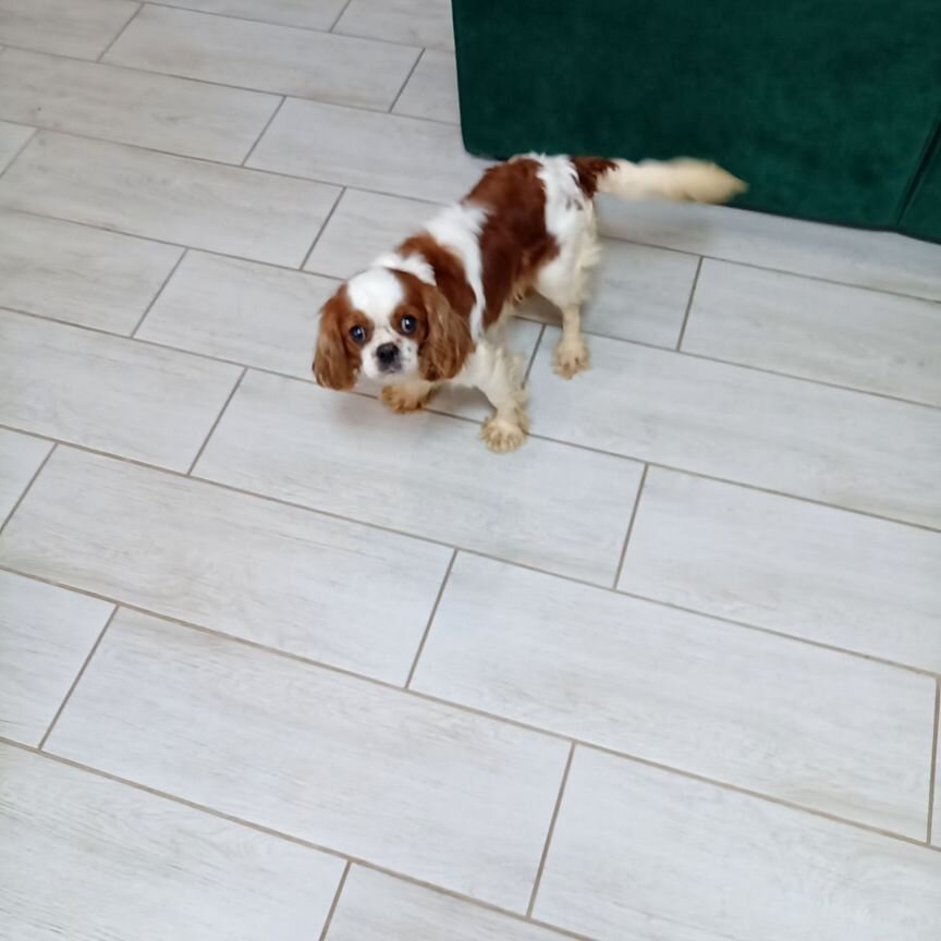 Кавалер кинг чарльз спаниель