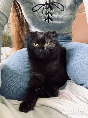 Шотландская вислоухая кошка бесплатно