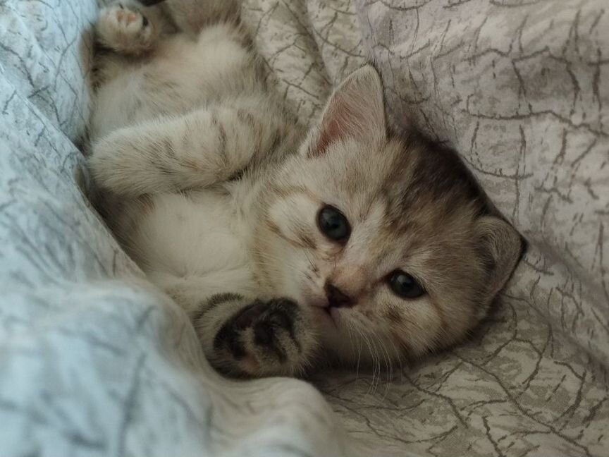 Милые и игривые котята ищут заботливых хозяев