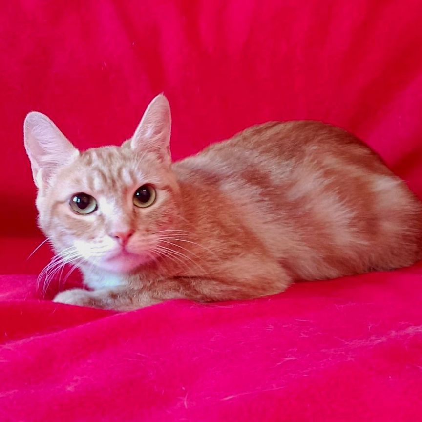 Рыжуле нужен дом