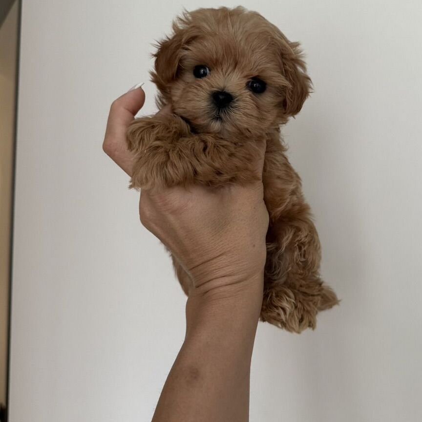 Мальтипу, щенок