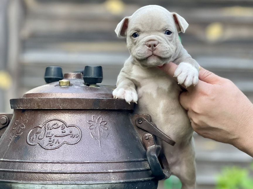 Чудесная малышка