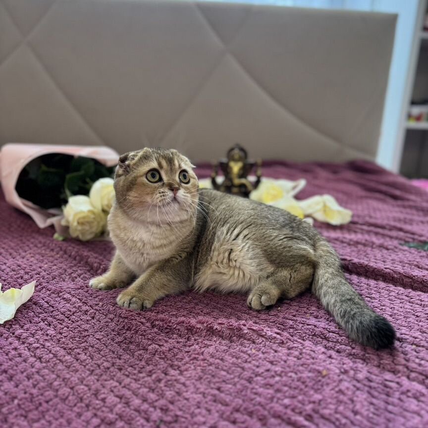 Шикарный котенок, фолд