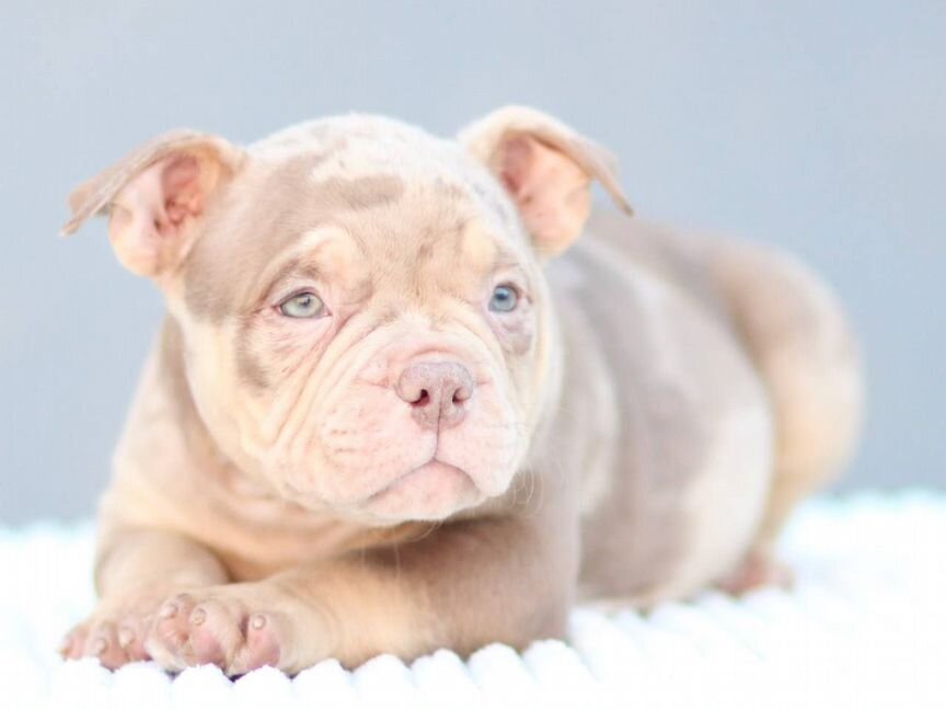 Щенок American Bully