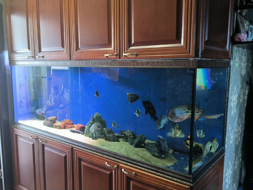 Аквариум с тумбой и рыбами 1000 л