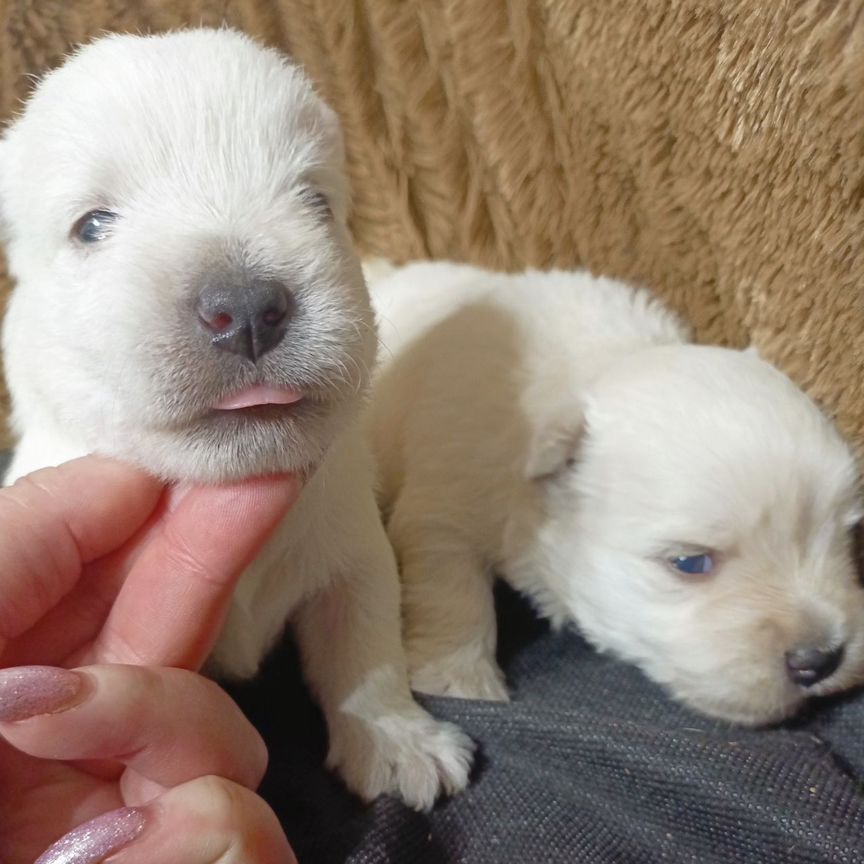 Вест-хайленд-уайт-терьер, щенок
