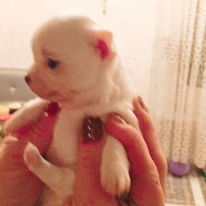 Щенки чихуахуа мини