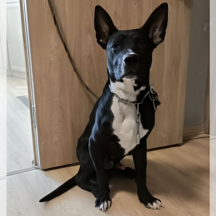 Американский питбультерьер, взрослый пёс