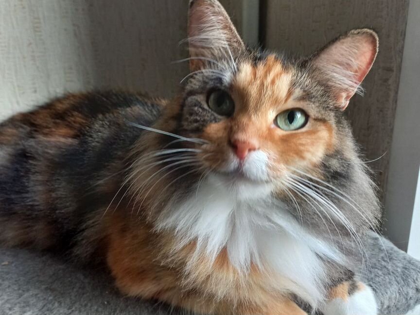 Очень красивая кошечка в добрые руки