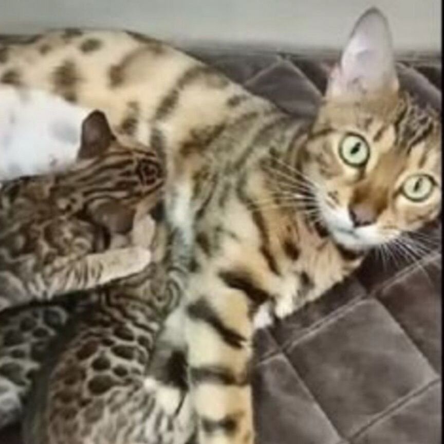 Бенгальская кошка