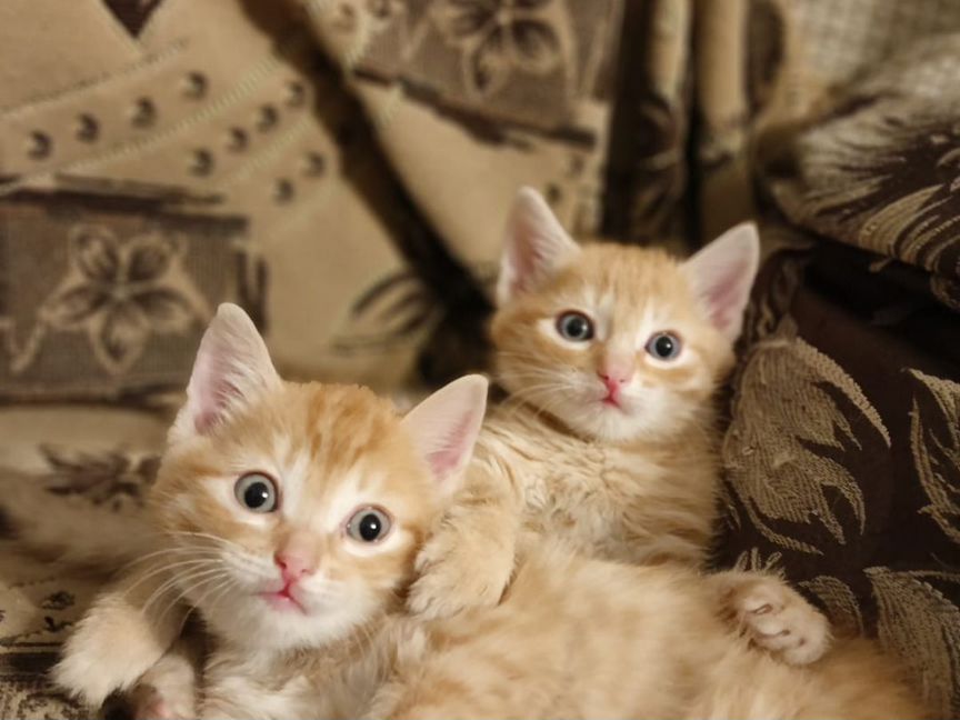 Котята в добрые руки(2 рыжих и 1 полосатая)