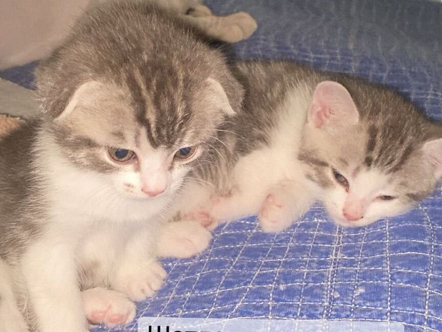 Шотландские вислоухие котята