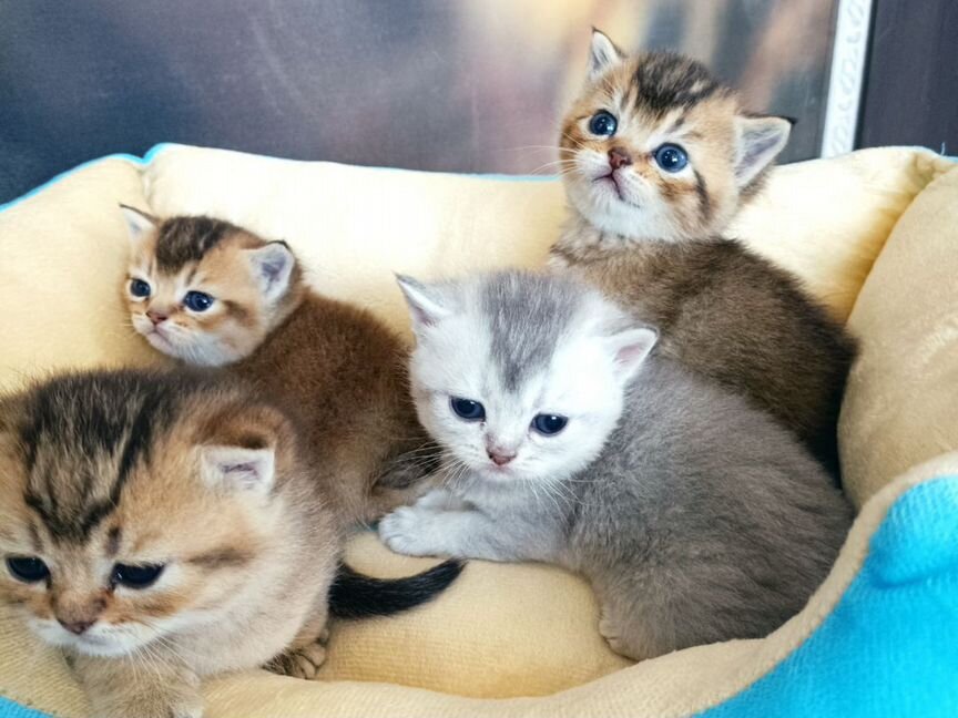 Шиншилла чёрное золото читайте