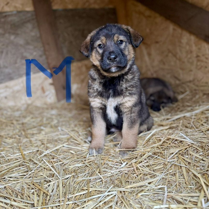 Щенок мальчишка в добрые руки