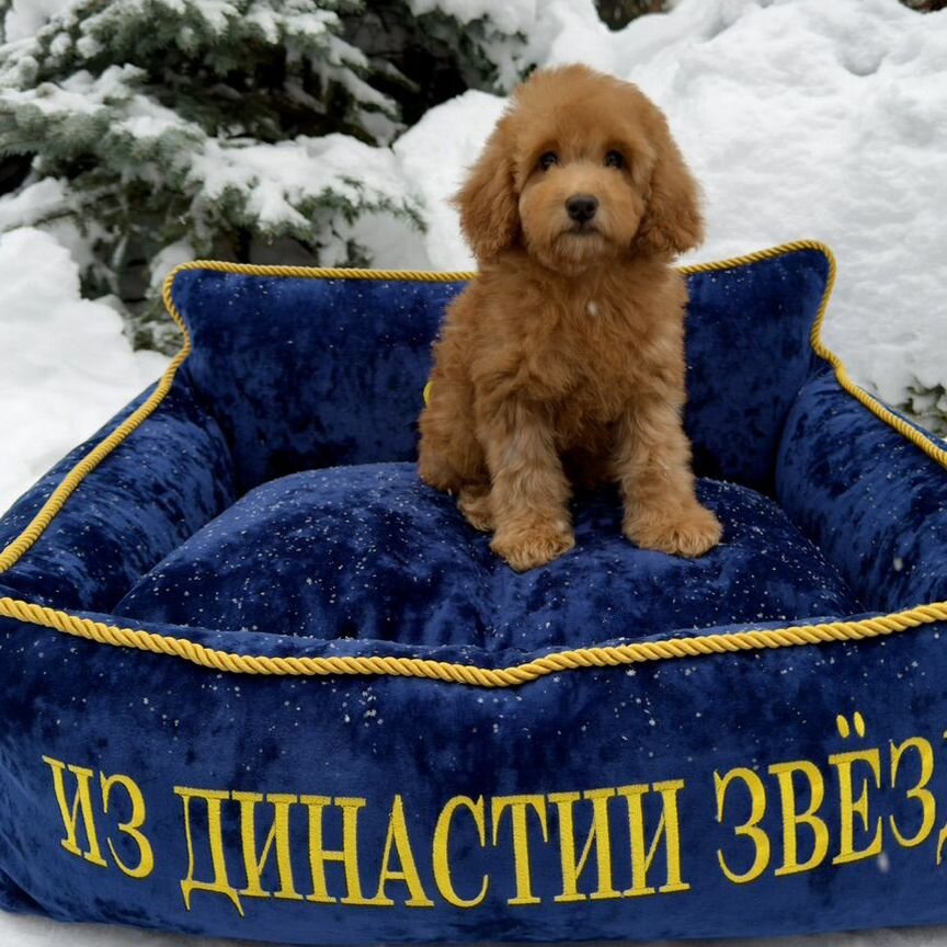 Той-пудель, щенок