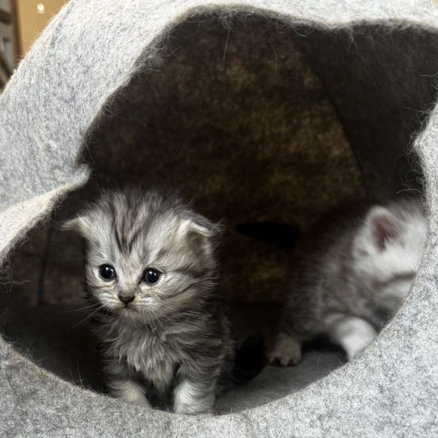 Шотландский вислоухий короткошёрстный котёнок