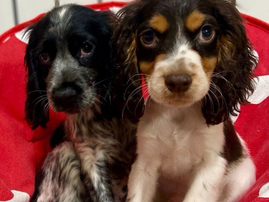 Русский охотничий спаниель щенки