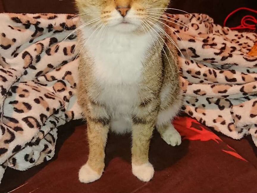 Котята от кошечки Мопсика