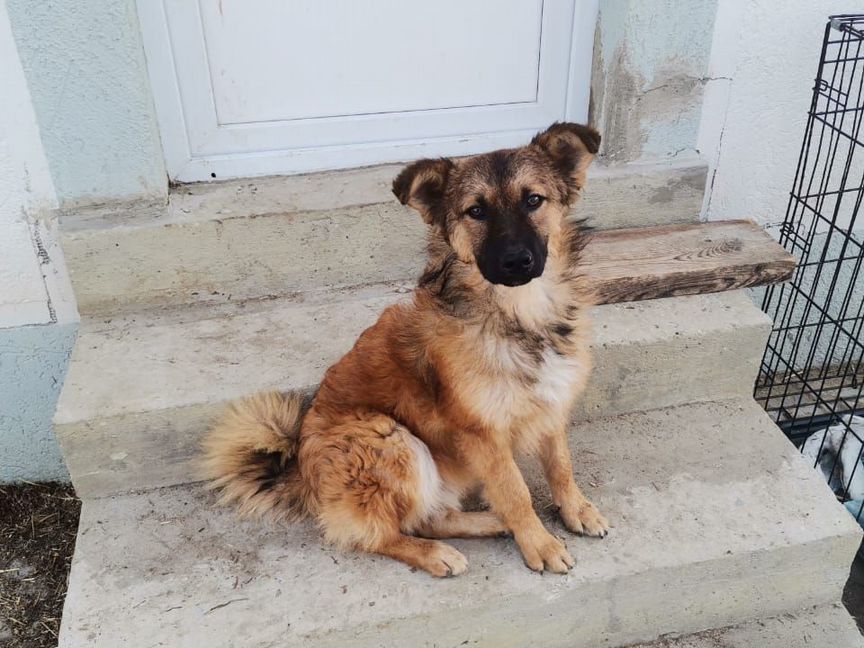 Мелкий собачонок, Юстас