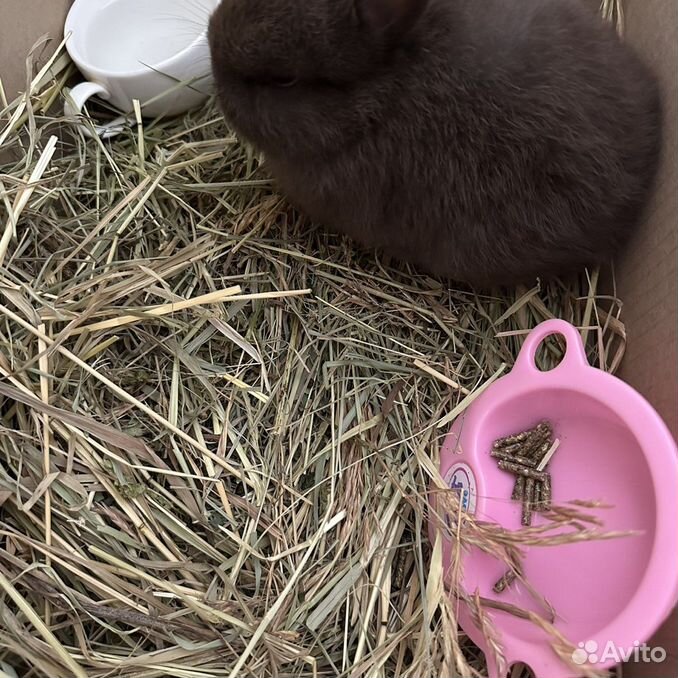 Королевский карликовый кролик