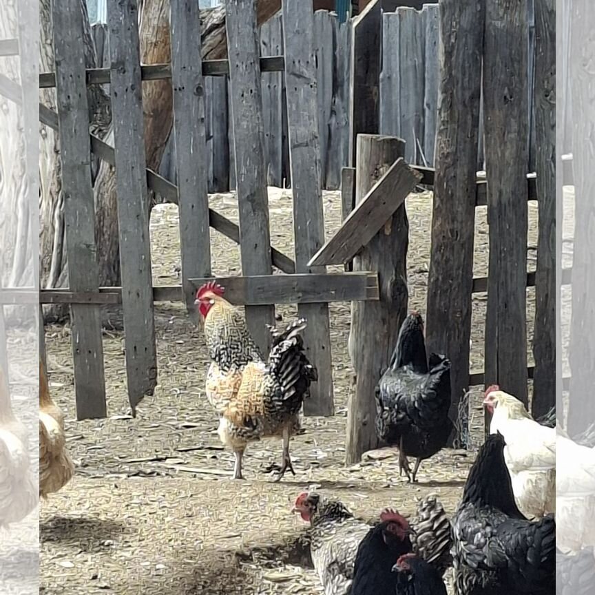 Петуха домашнии