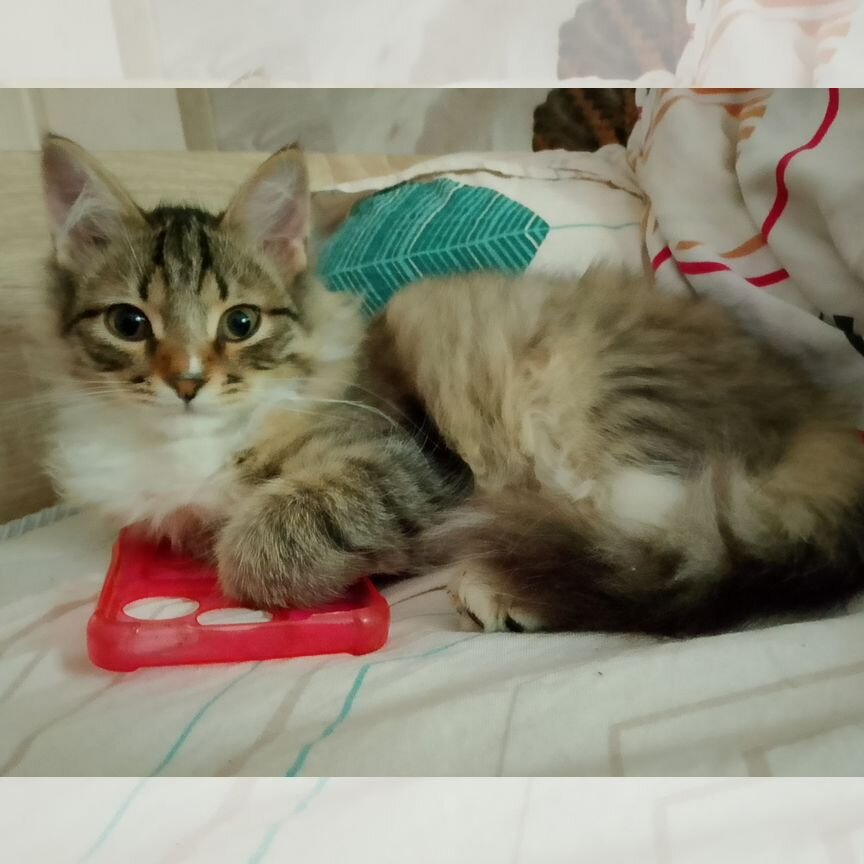 Отдам котенка в добрые руки