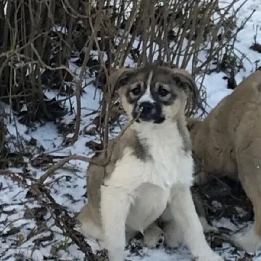 Щенок в добрые руки