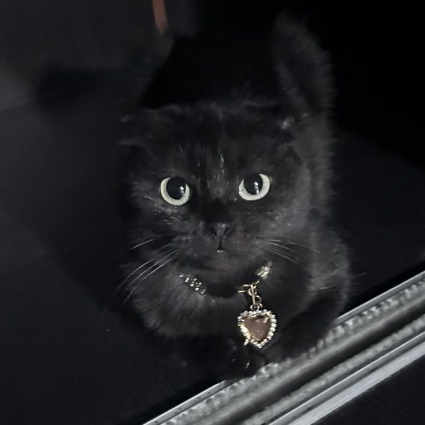 Шотландская кошка вязка