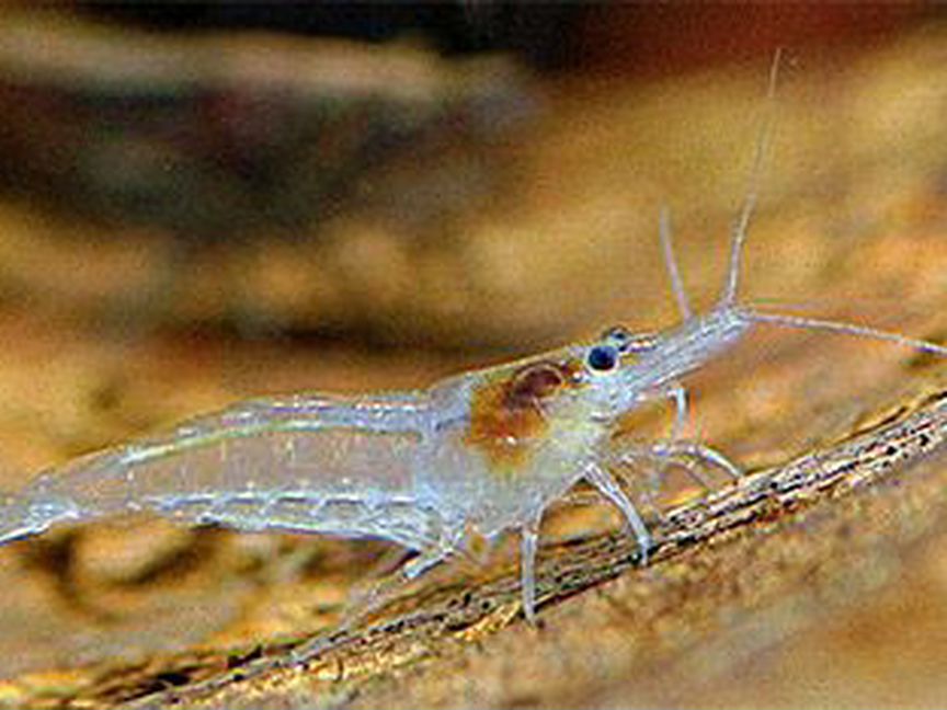 Креветка аквариумная (хрустальная)