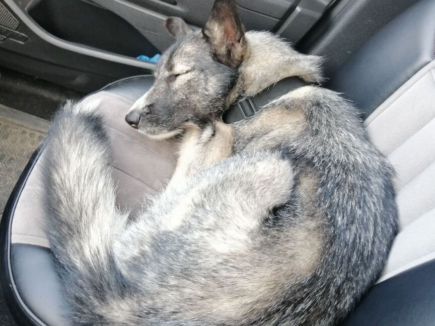 Чудесная голубоглазка в добрые ручки