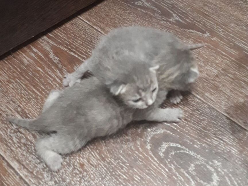 Котята