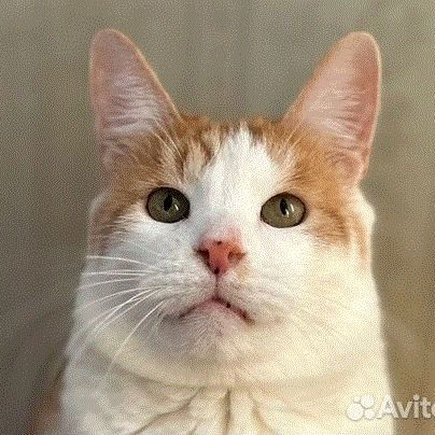 Классному рыжику коту Котичке очень нужен дом