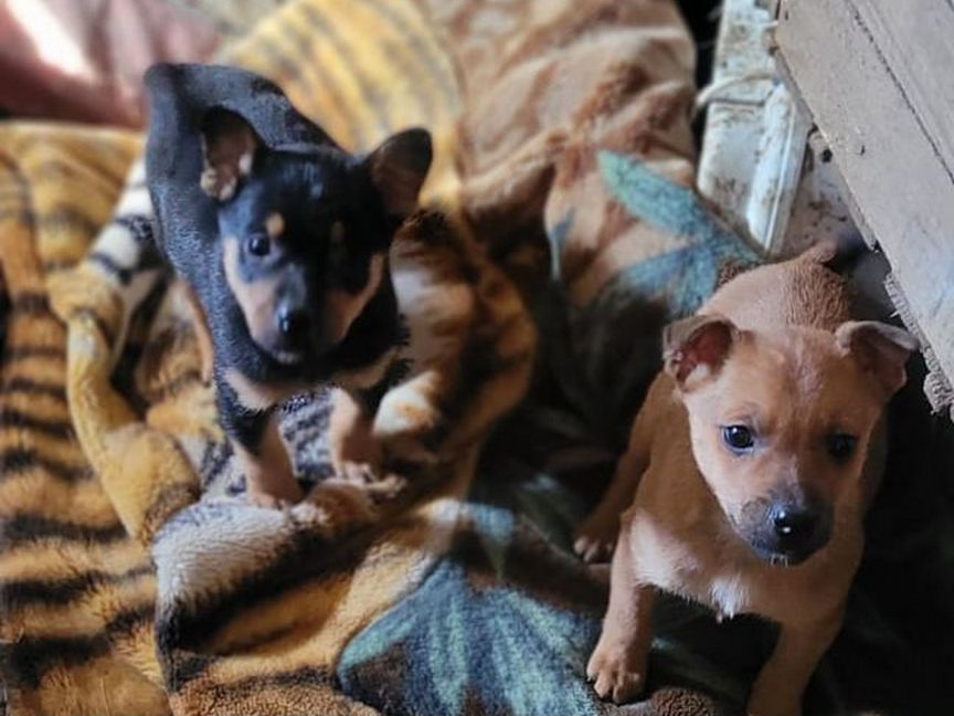 Щеночки от маленькой собачки в добрые руки
