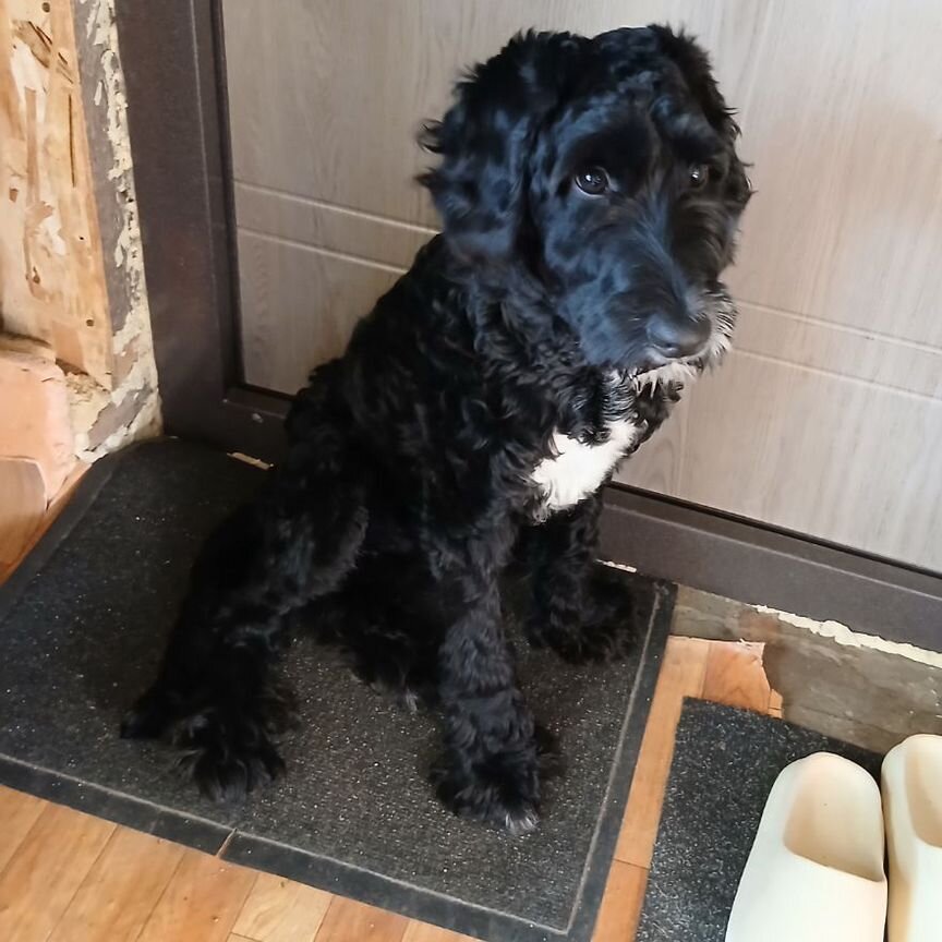 Кокер спаниель, щенок