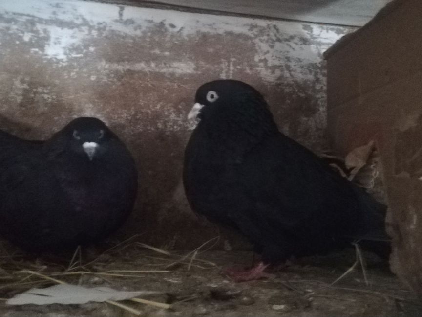 Николаевские голуби