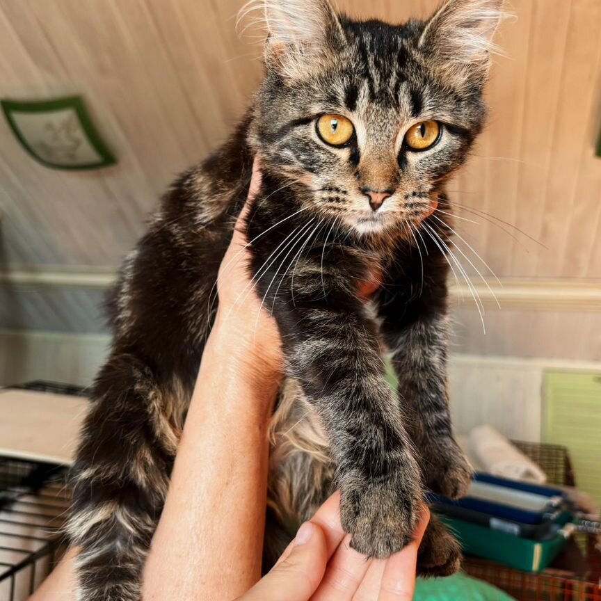 Лохматушка котёнка в добрые руки