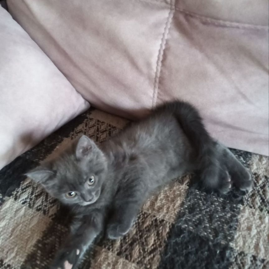 Отдам кошечку. Добрая, умная, к горшку приучена