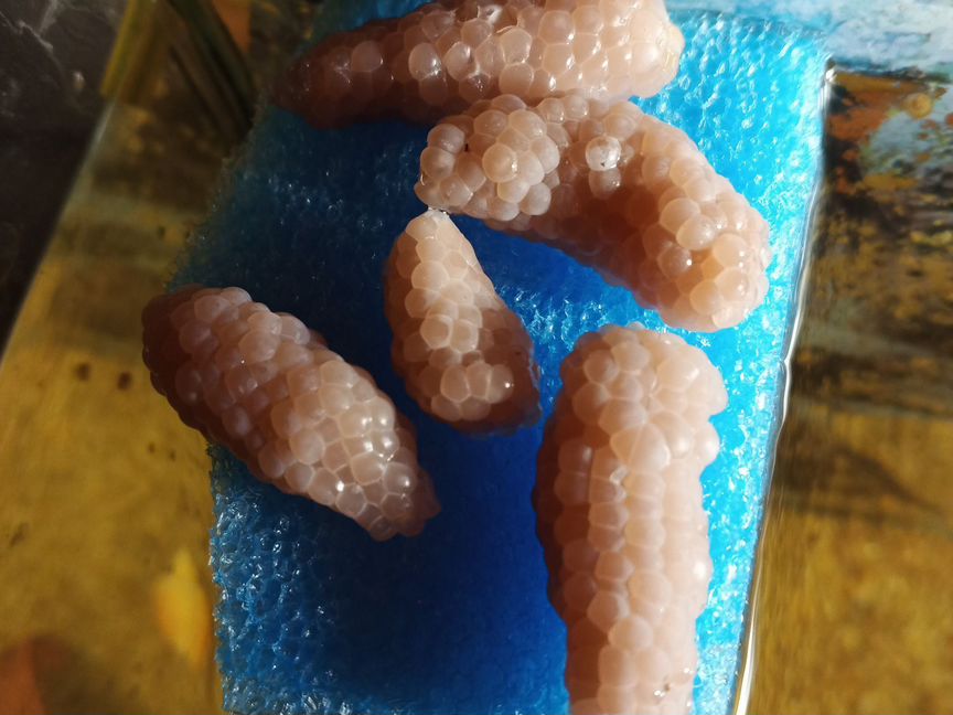 Икра ампулярии