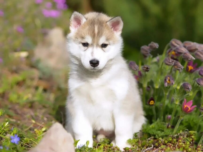 Породные щенки хаски из питомника