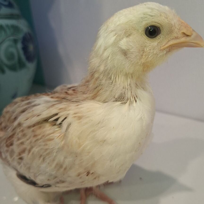 Цыплята Фавероли