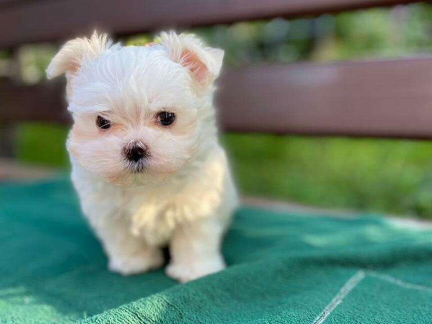 Щенки мальтезе мини