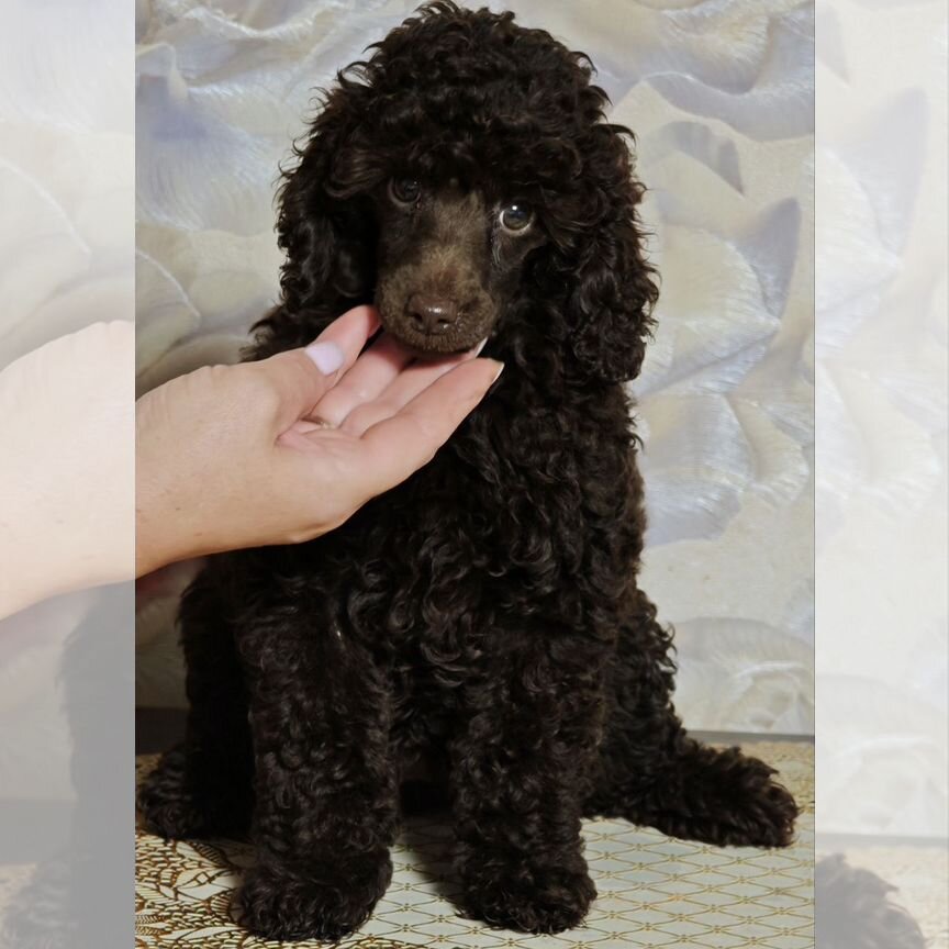 Пудель (миниатюра) шоколад