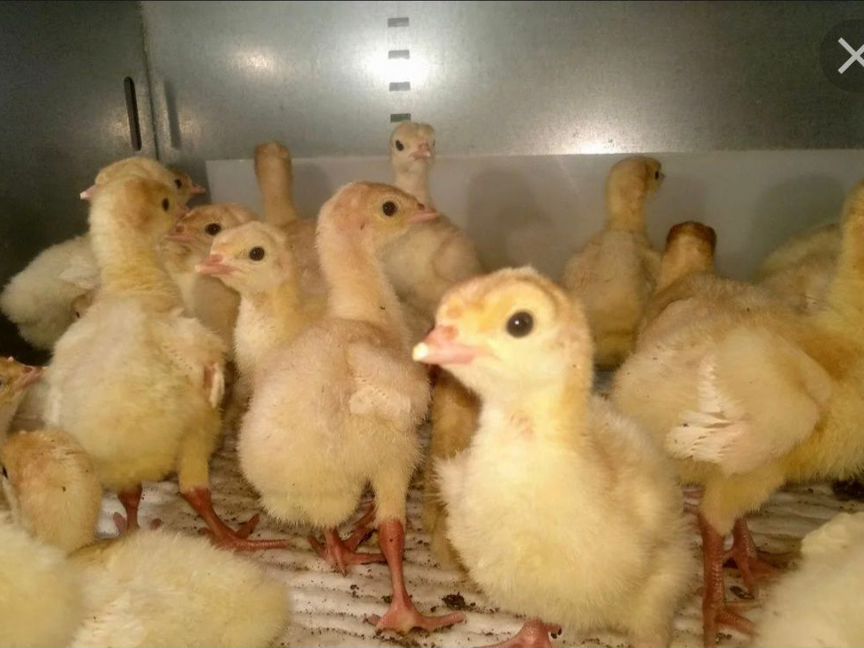 Инкубационное яйцо индейки