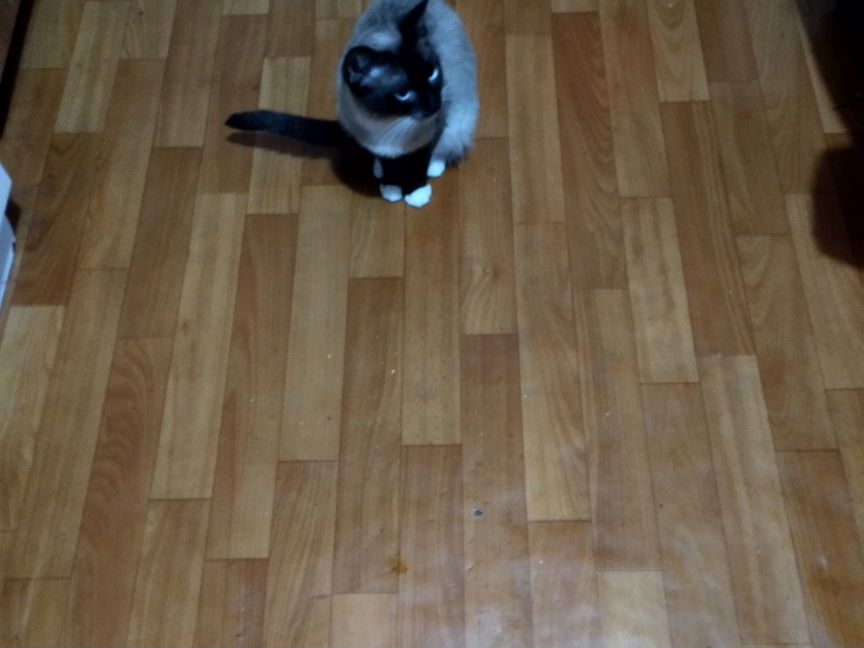 Кошечка ждёт котика
